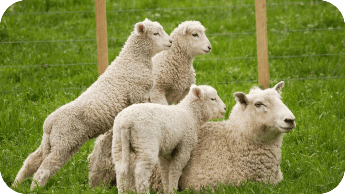 Differences Between Pasture-Raised and Conventional Lamb – Carnivore ...