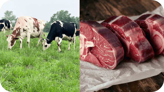 Ethical Meat Sourcing in Australia: What Sets Us Apart – Carnivore Society