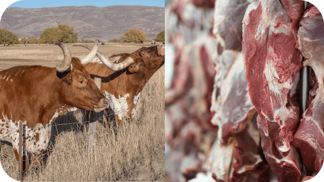 Pasture-Raised Beef in Melbourne: Is It Worth It? – Carnivore Society