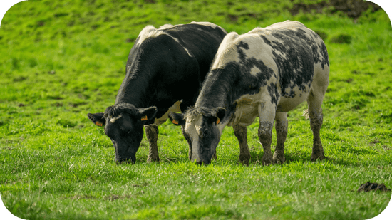The Truth About Animal Welfare in Australia’s Meat Industry – Carnivore ...