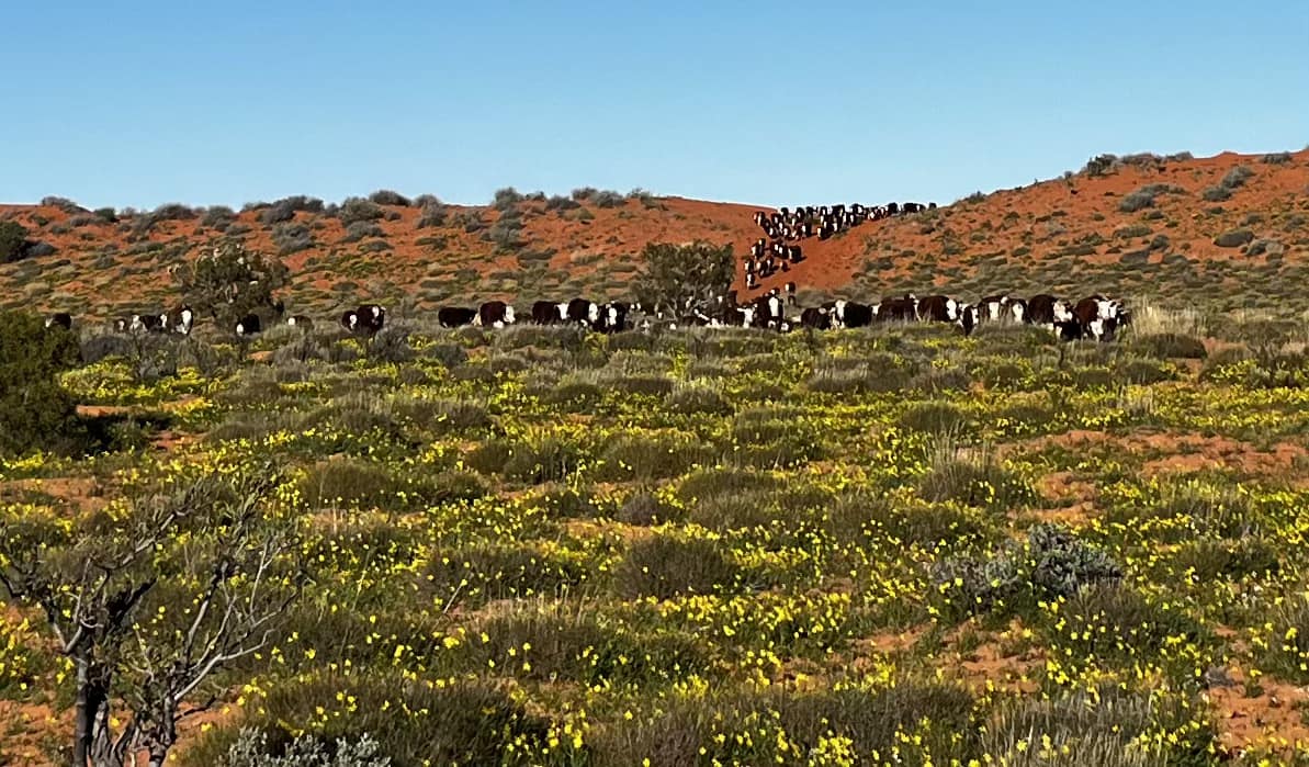 OBE Organic Certified Australian Beef - 100% Grass-Fed & Finished ...