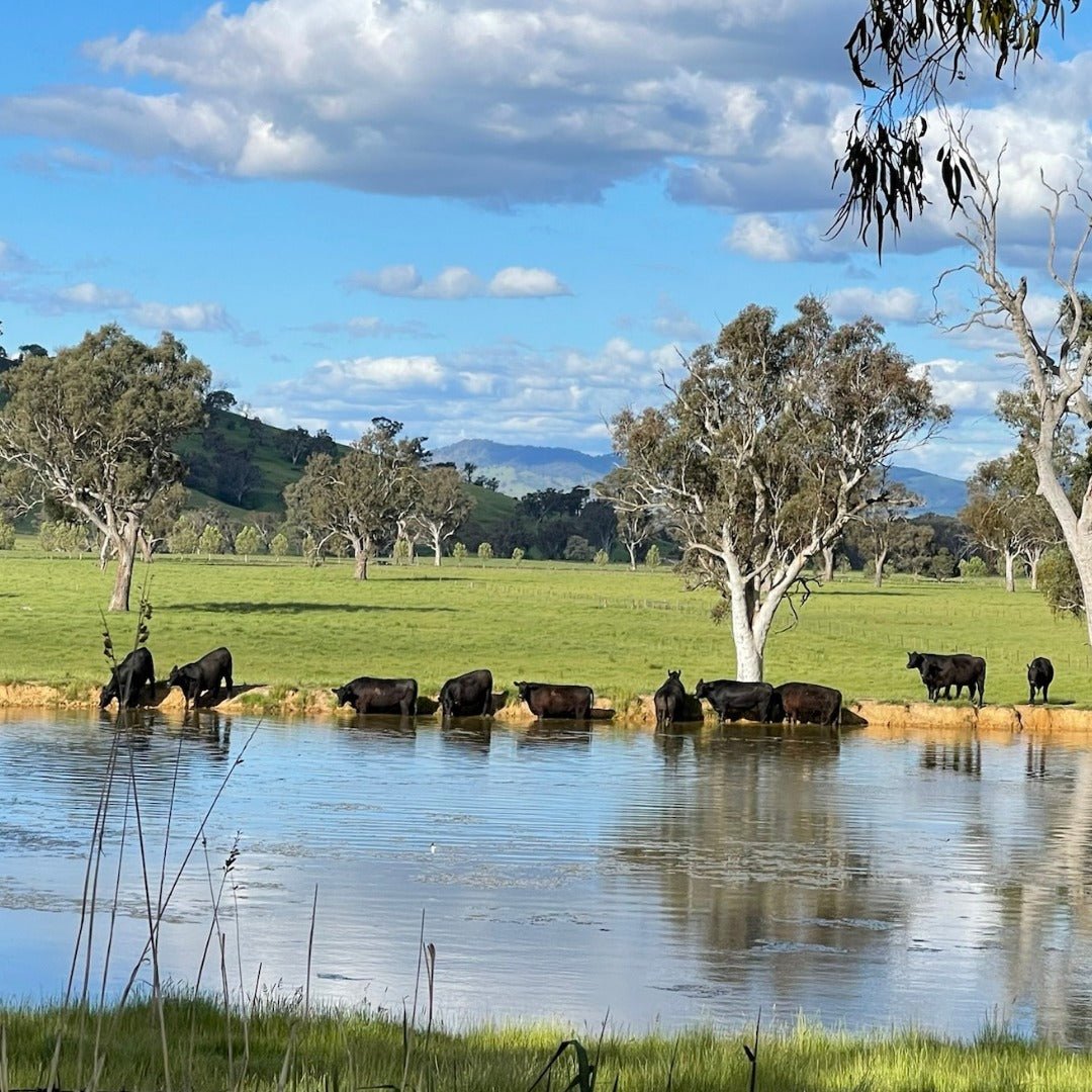 Southern Ranges Grass-Fed & Finished – Carnivore Society