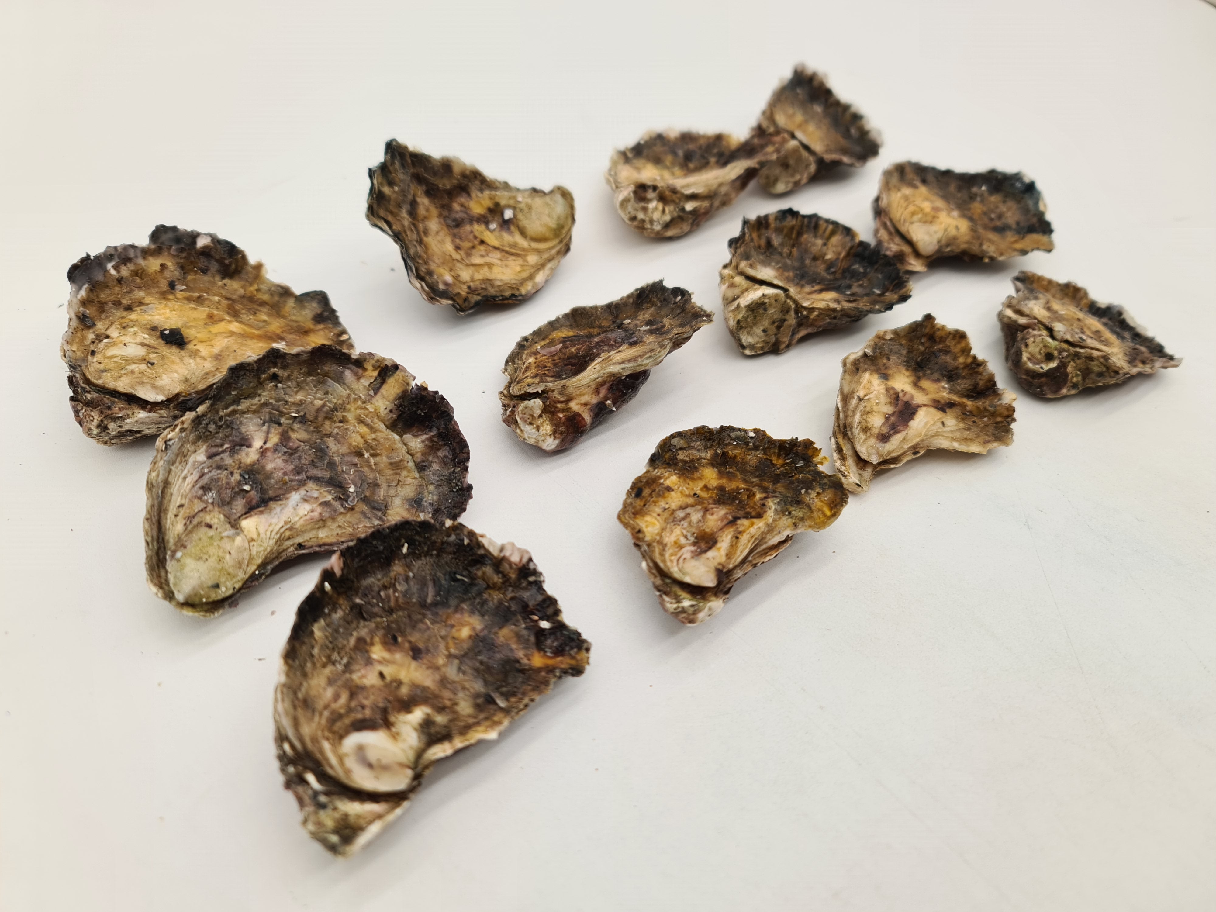 Oysters (Frozen, 12) From $33/kg – Sustainably Farmed Australian Oyste ...