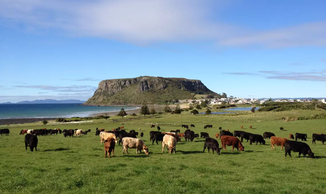 Carnivore Society | Australia’s Best Grass-Fed & Wagyu Meat Boxes