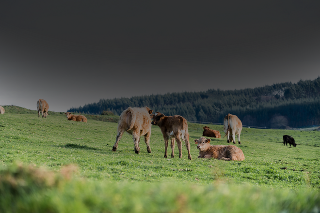 Why MSA Grade Beef Matters – Carnivore Society